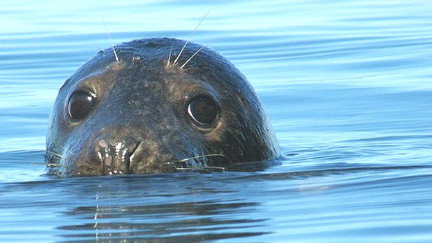 Crafty Seals Seek Follow Tracking Device Signals To Catch Fish Kids ...
