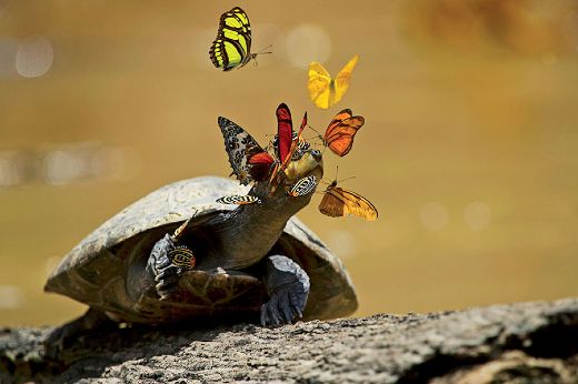 Why Amazonian Butterflies Hover Over Yellow-Spotted Turtles Kids News ...