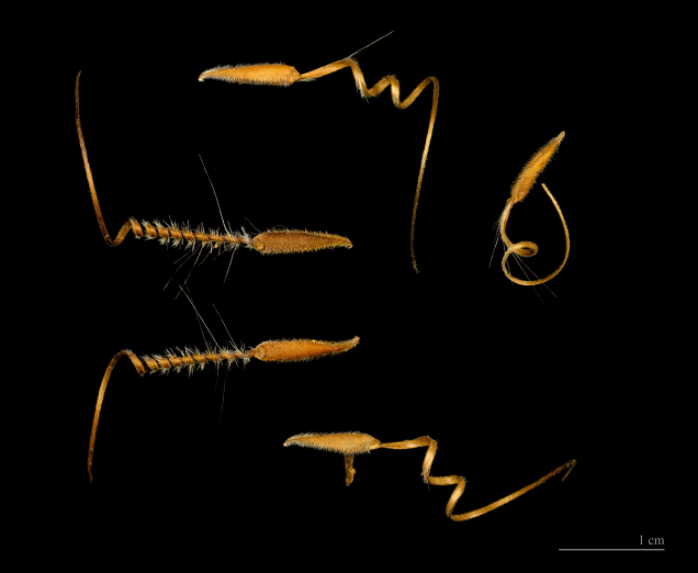 The Ingenious Stork's Bill Seed Plants Itself! Kids News Article