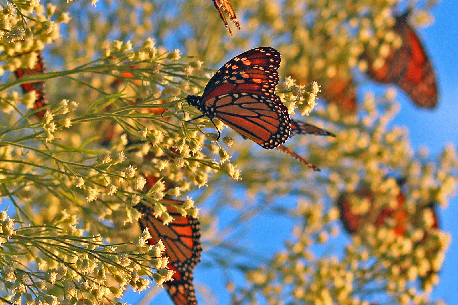 The Fascinating Migration Trek Of Monarch Butterflies Has Begun! Kids ...