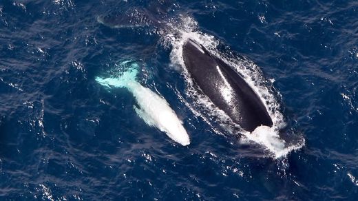 Australia's Favorite White Humpback Makes A Rare Appearance Kids News ...