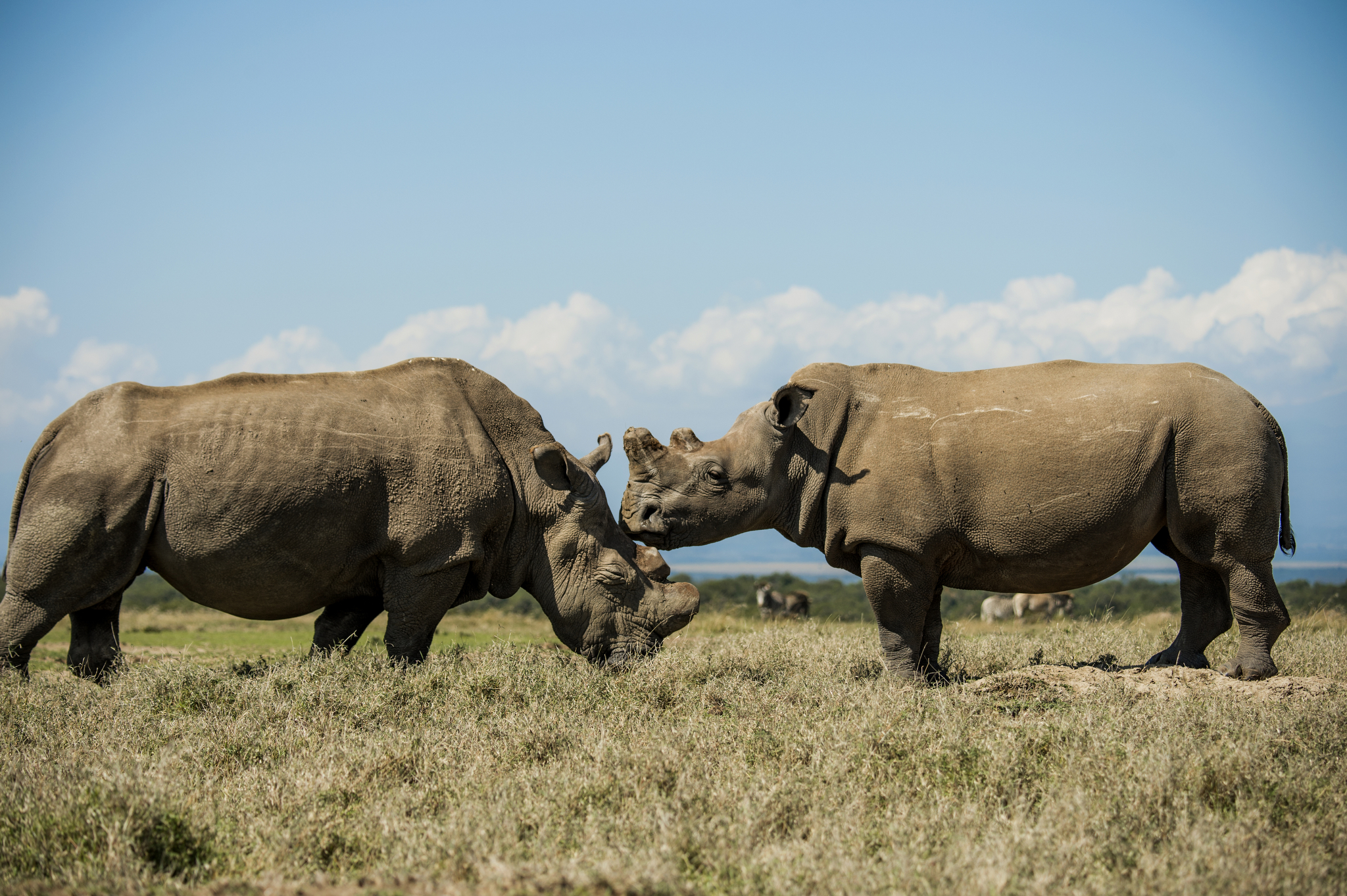 Meet Sudan, The World's Last Known Northern White Male Rhino Kids News ...