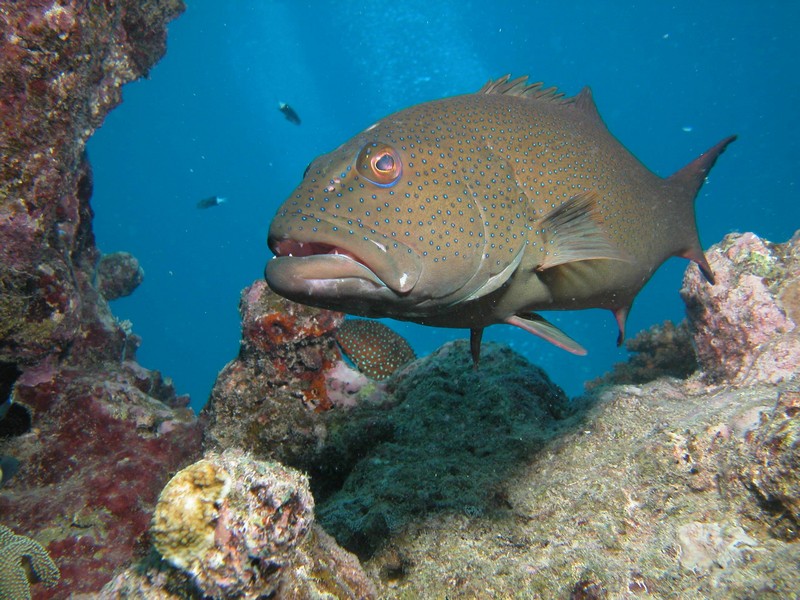 Clever Coral Trout Recruit Eels To Catch Elusive Prey Kids News Article