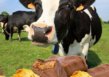 Cows Get To Eat Candy? Sweet! Kids News Article