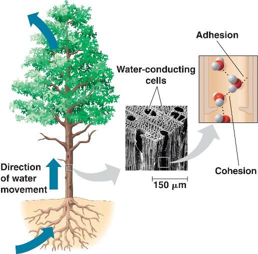 Plants 'Thrive' Next To Friendly Neighbors And Trees 'Gasp' For Water ...