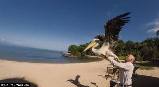 Orphaned Pelican Learns To Fly With Some Human Help Kids News Article